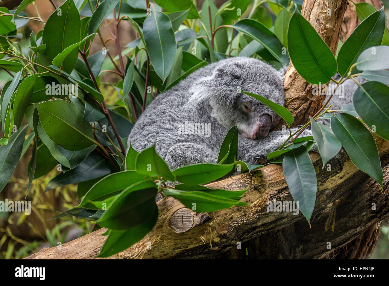 Koala on a eucalyptus tree Stock Photo - Alamy
