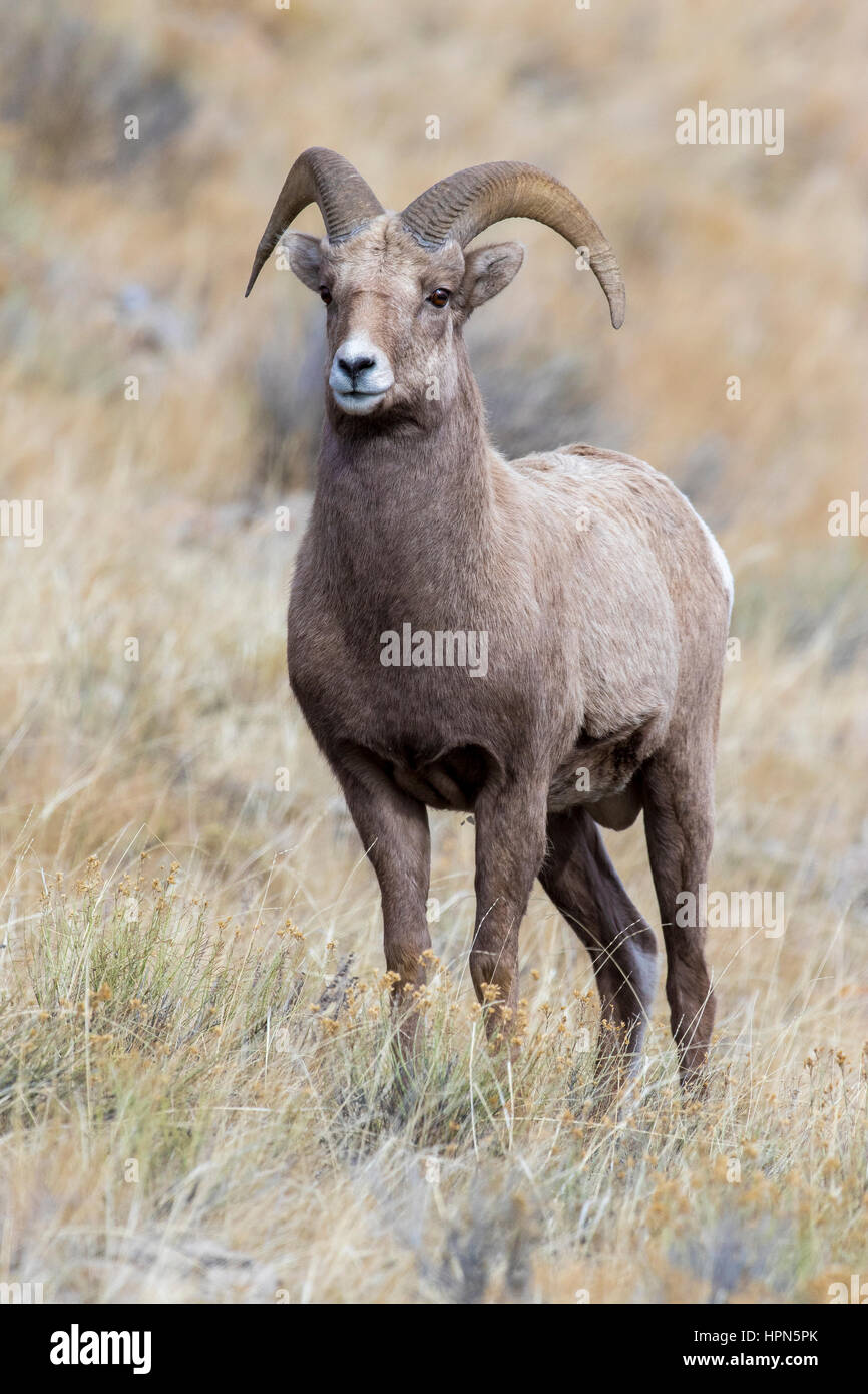 Young bighorn sheep hi-res stock photography and images - Alamy
