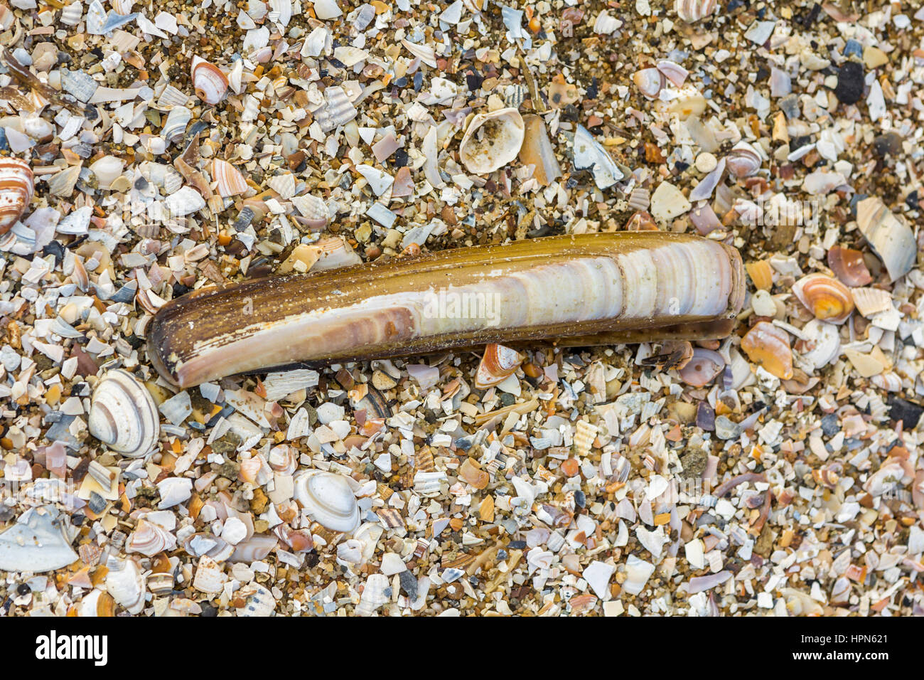 Atlantic jackknife clam razor clam hi-res stock photography and images ...