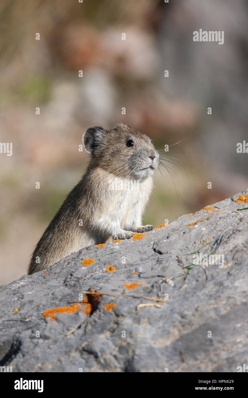 American pika on rock with tan and green background Stock Photo - Alamy