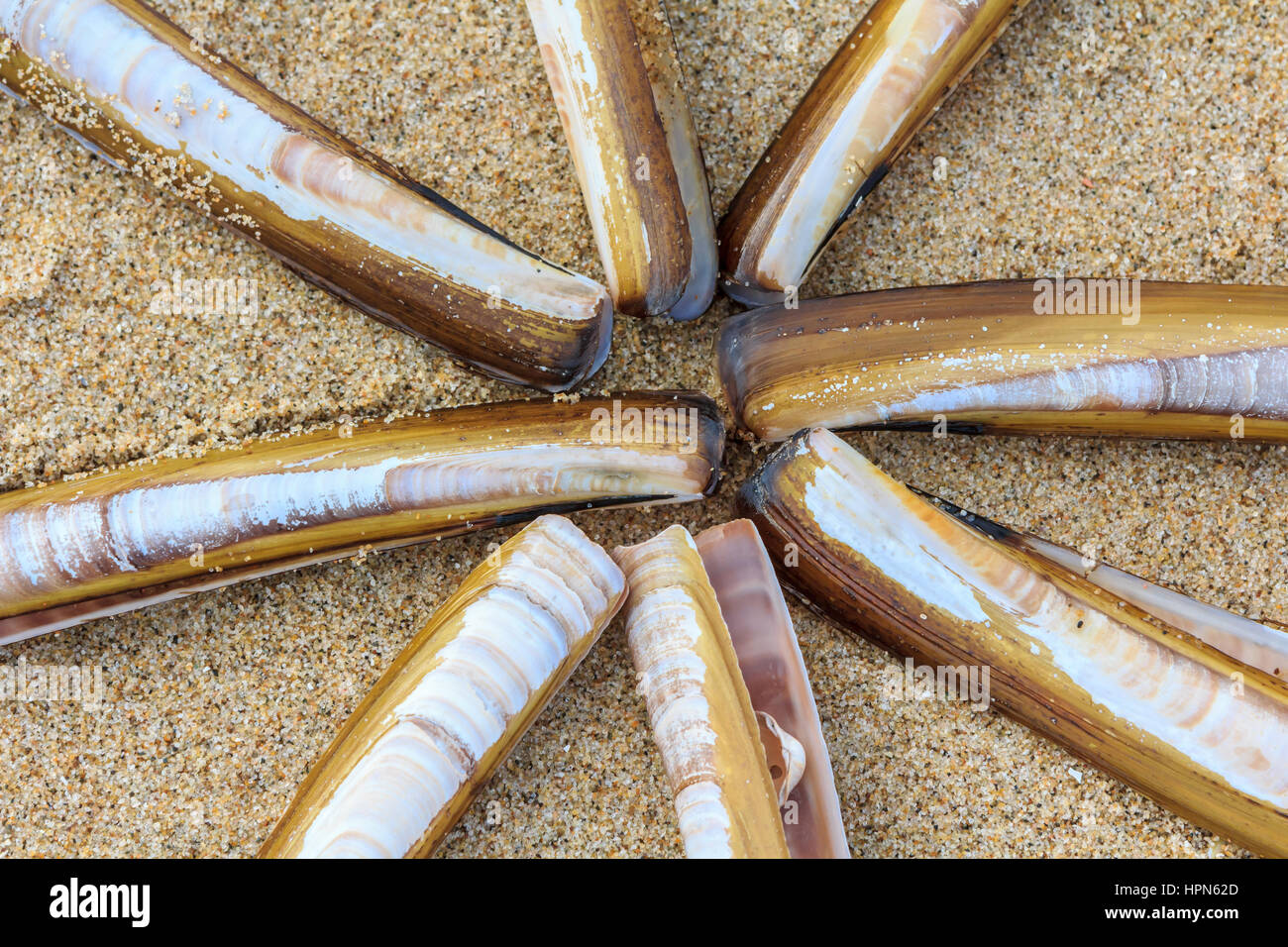 Atlantic jackknife clam razor clam hi-res stock photography and images ...