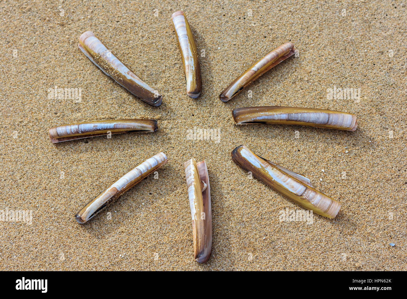 Antlantic razor clam backgrount texture Stock Photo - Alamy