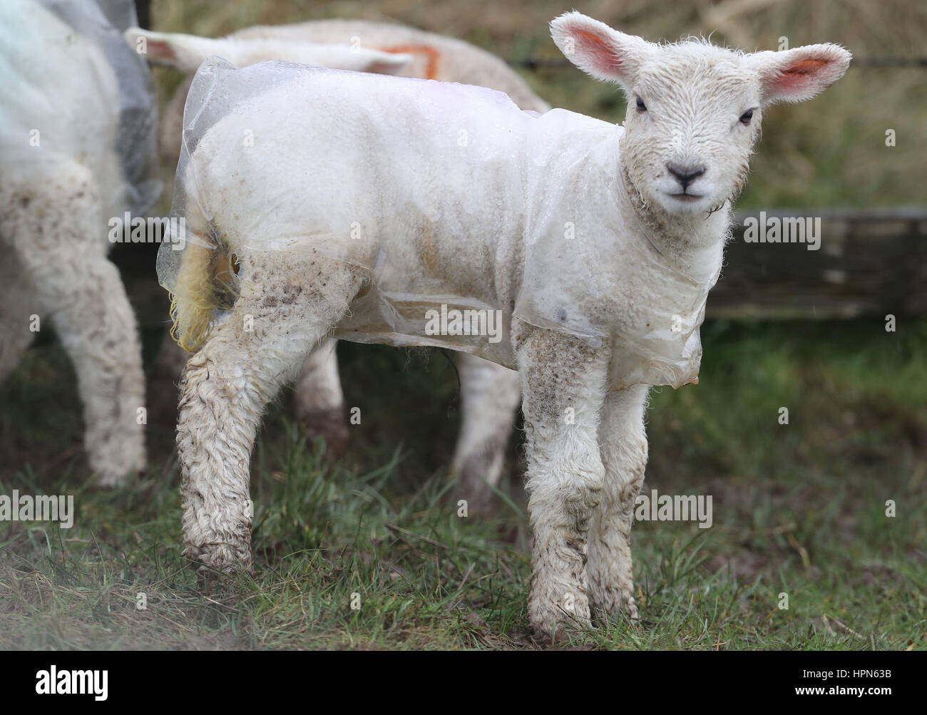 Lambs wearing rain coats hi-res stock photography and images - Alamy