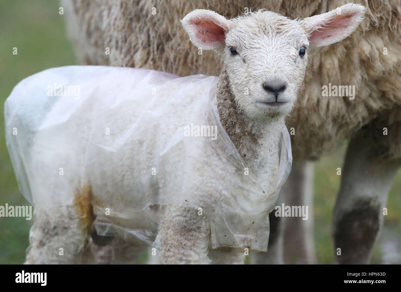 Lambs wearing rain coats in a field in Cumbria near Penrith after Storm ...