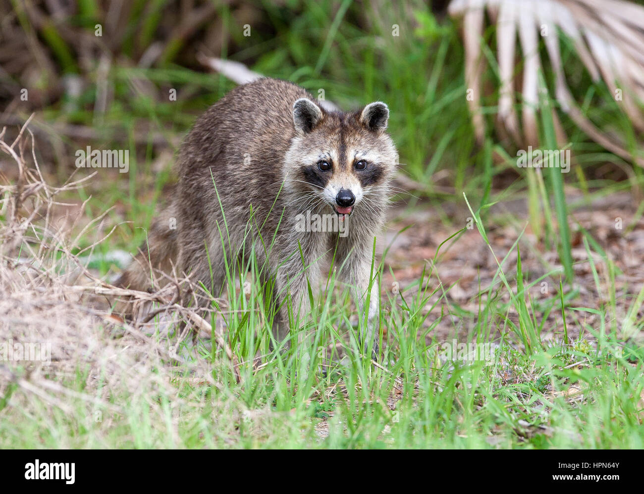 Raccoon standing on forest litter in middle of field in county park ...