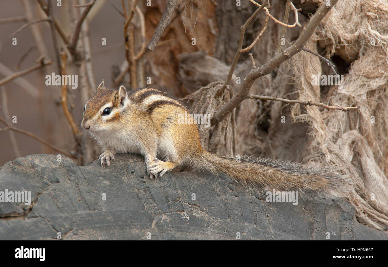 Siberian chipmunk russia hi-res stock photography and images - Alamy