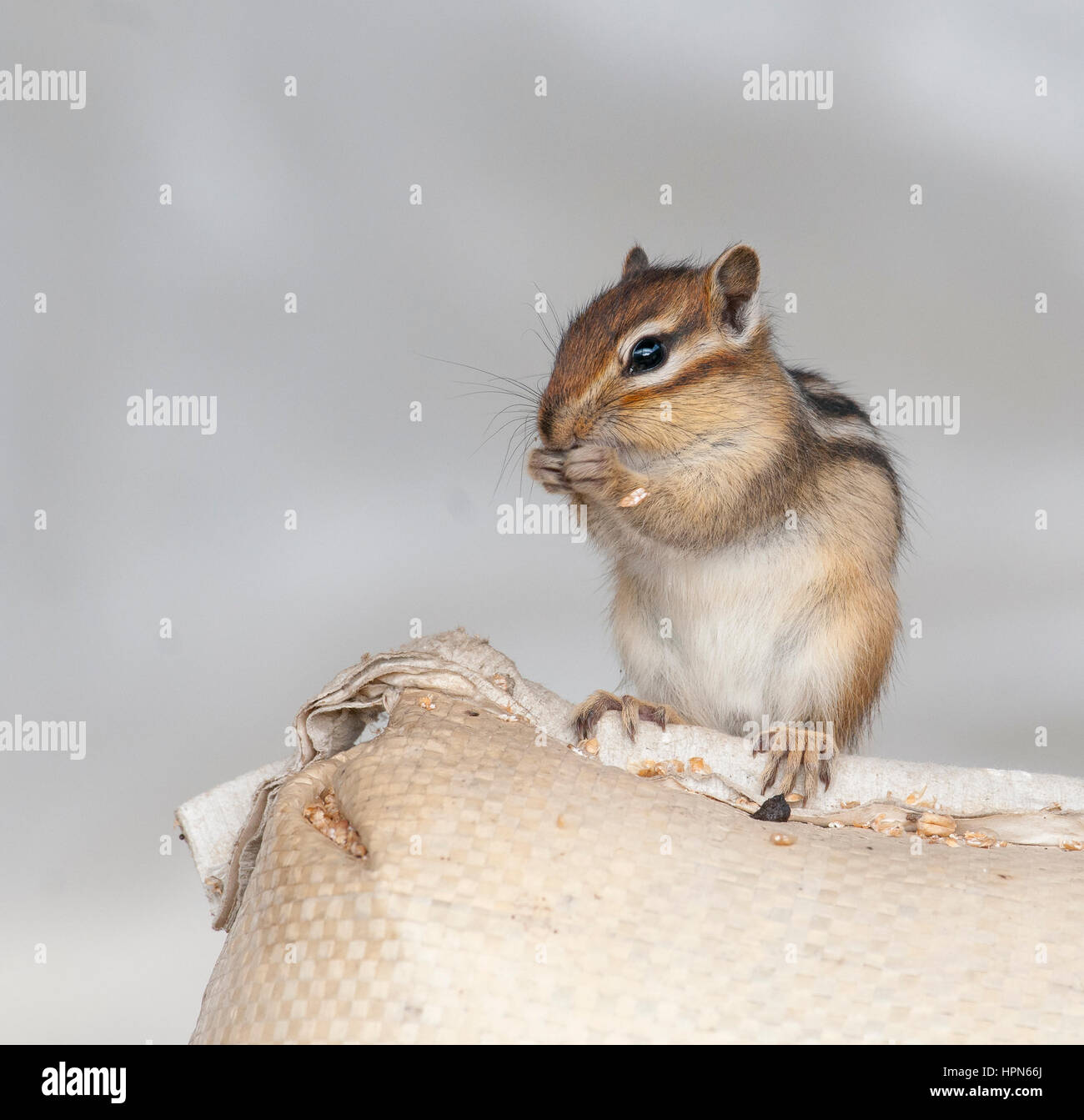 Siberian Chipmunk Russia High Resolution Stock Photography and Images ...
