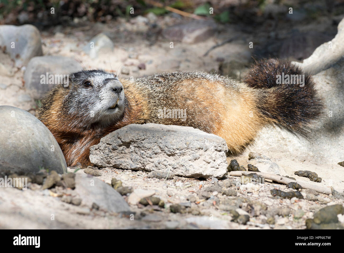 Yellow-bellied marmot lying at burrow with scat Stock Photo - Alamy