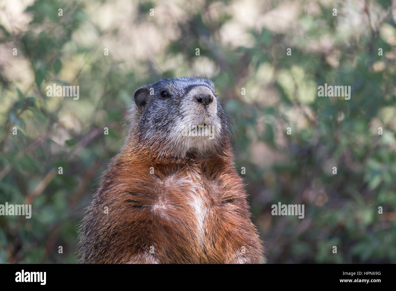 Yellow-bellied marmot portrait of head and chest Stock Photo - Alamy