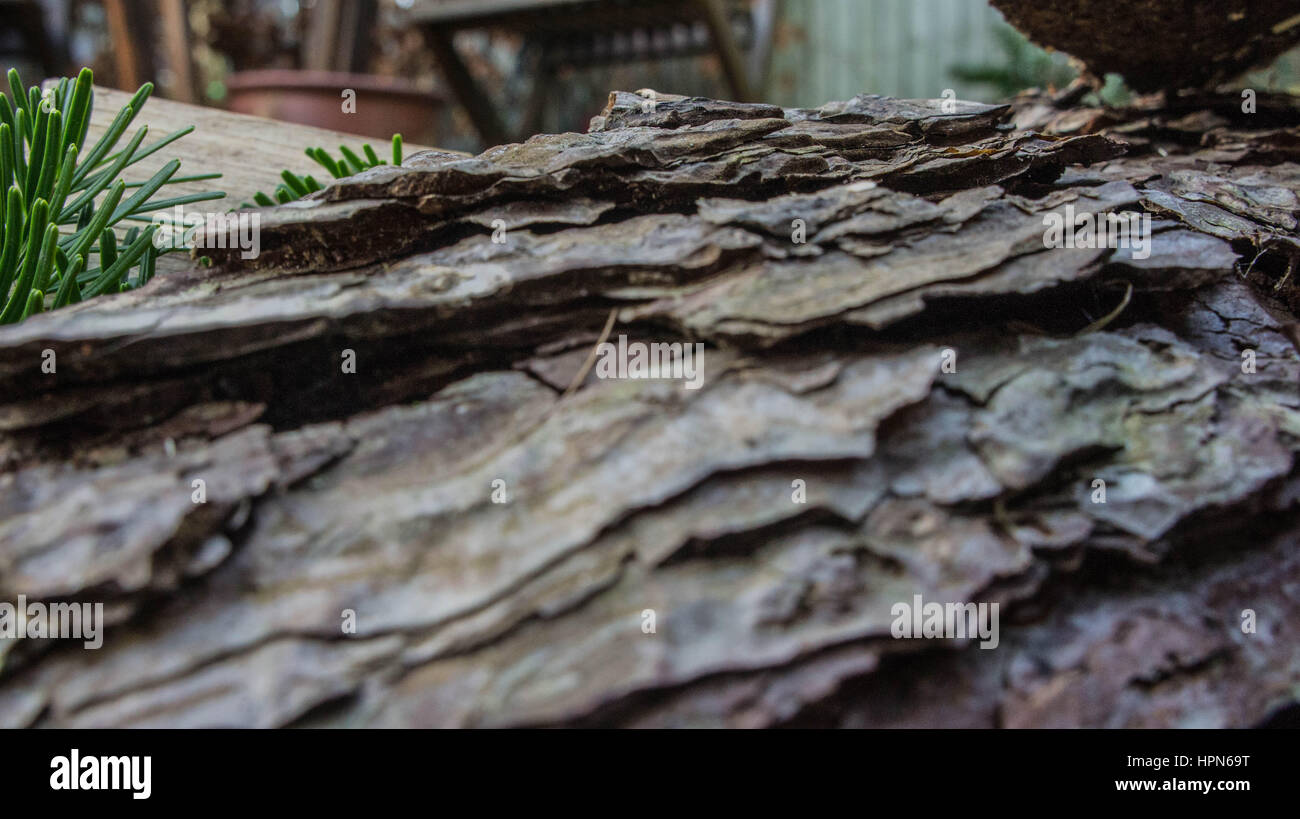 Flaky Bark High Resolution Stock Photography and Images - Alamy