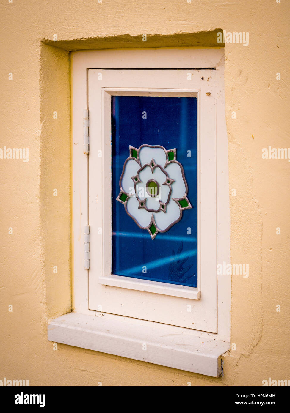 White yorkshire rose hi-res stock photography and images - Alamy