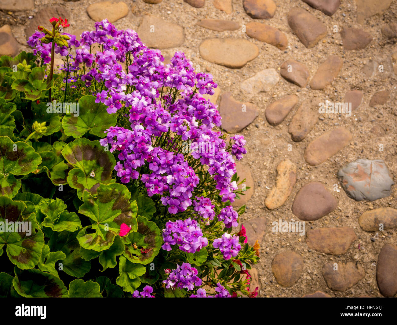 Verbena and geranium hi-res stock photography and images - Alamy