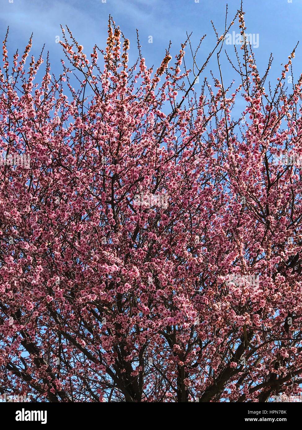 Tree in full bloom Stock Photo - Alamy