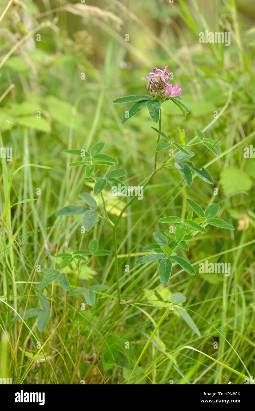 Zigzag Clover, Trifolium medium Stock Photo - Alamy