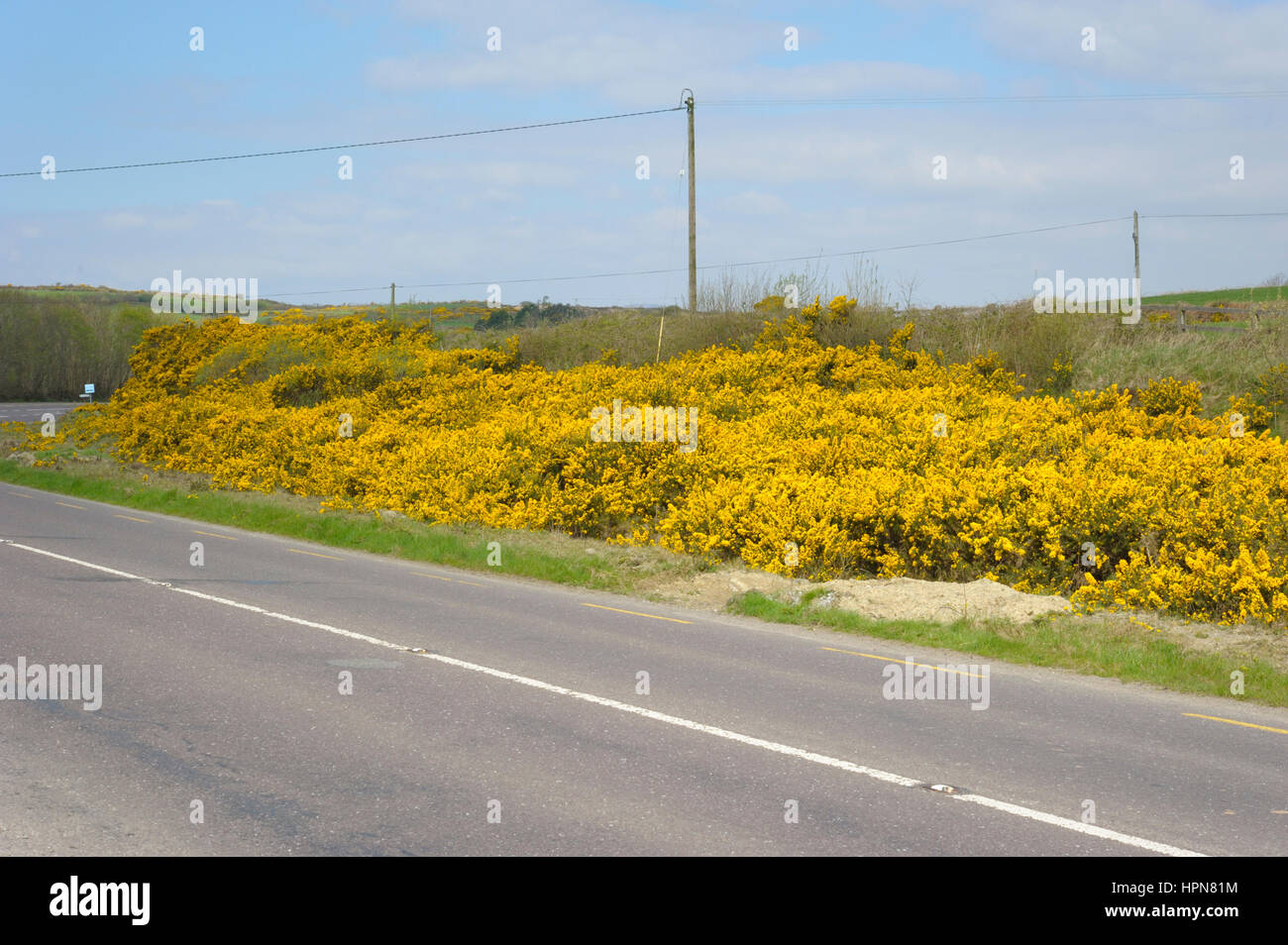 Gorse, Ulex europaeus, Abundant Flowers on Roadside Bushes Stock Photo ...