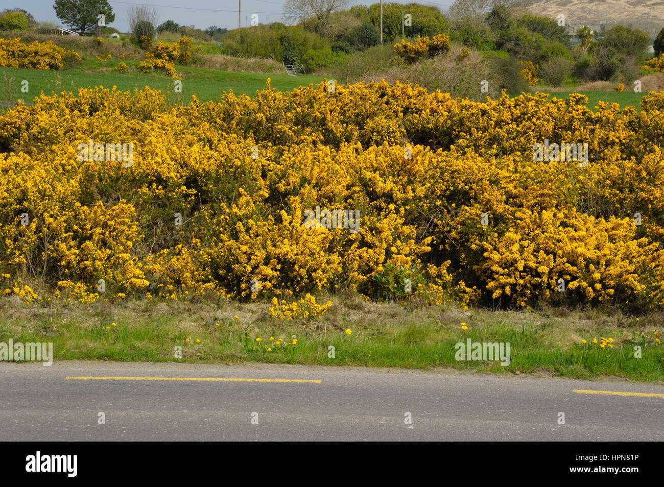 Gorse, Ulex europaeus, Abundant Flowers on Roadside Bushes Stock Photo ...