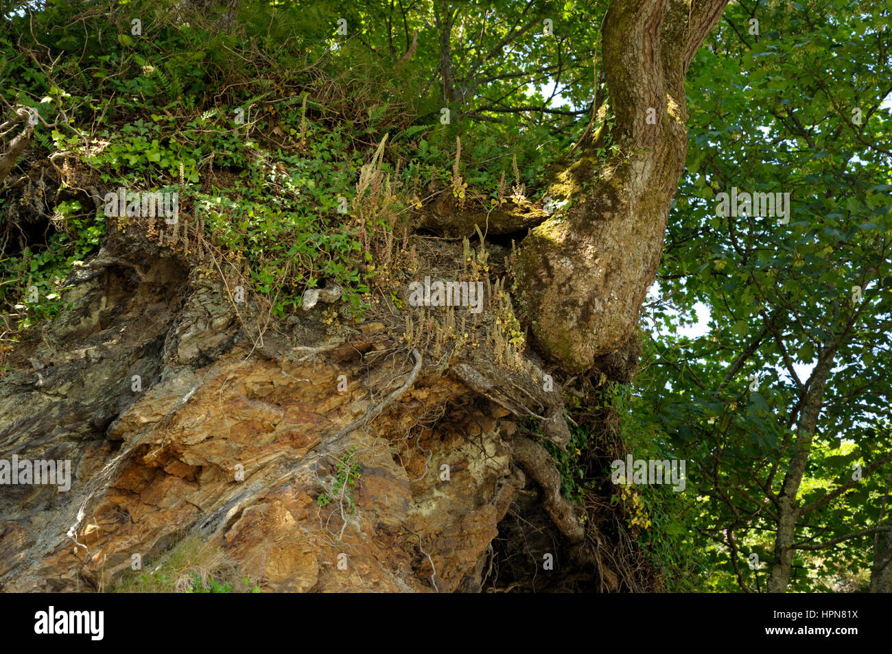 Navelwort, Umbilicus rupestris High up on a Rock under Trees Stock ...