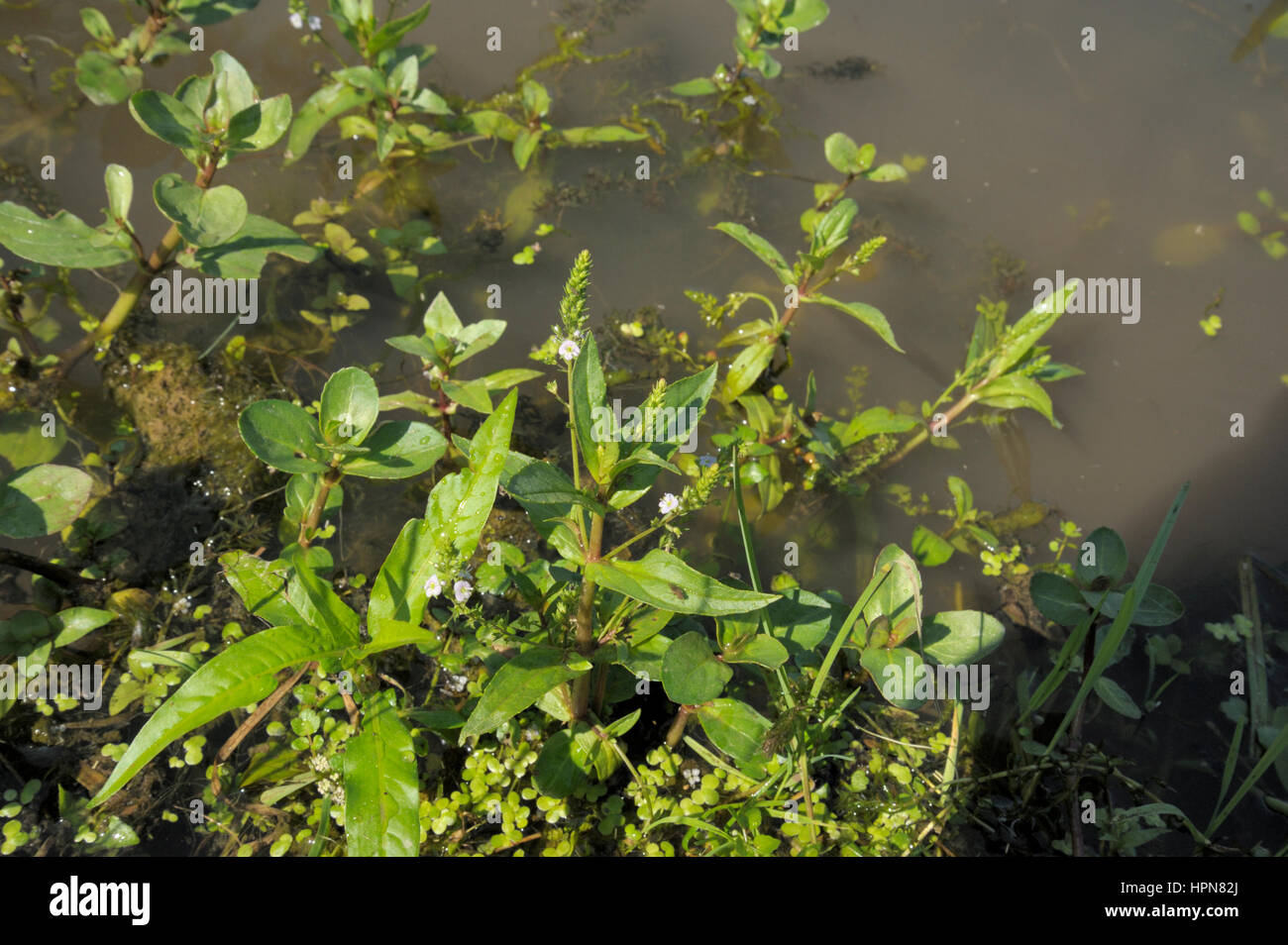 Blue Water-Speedwell, Veronica anagallis-aquatica growing in a farm ...