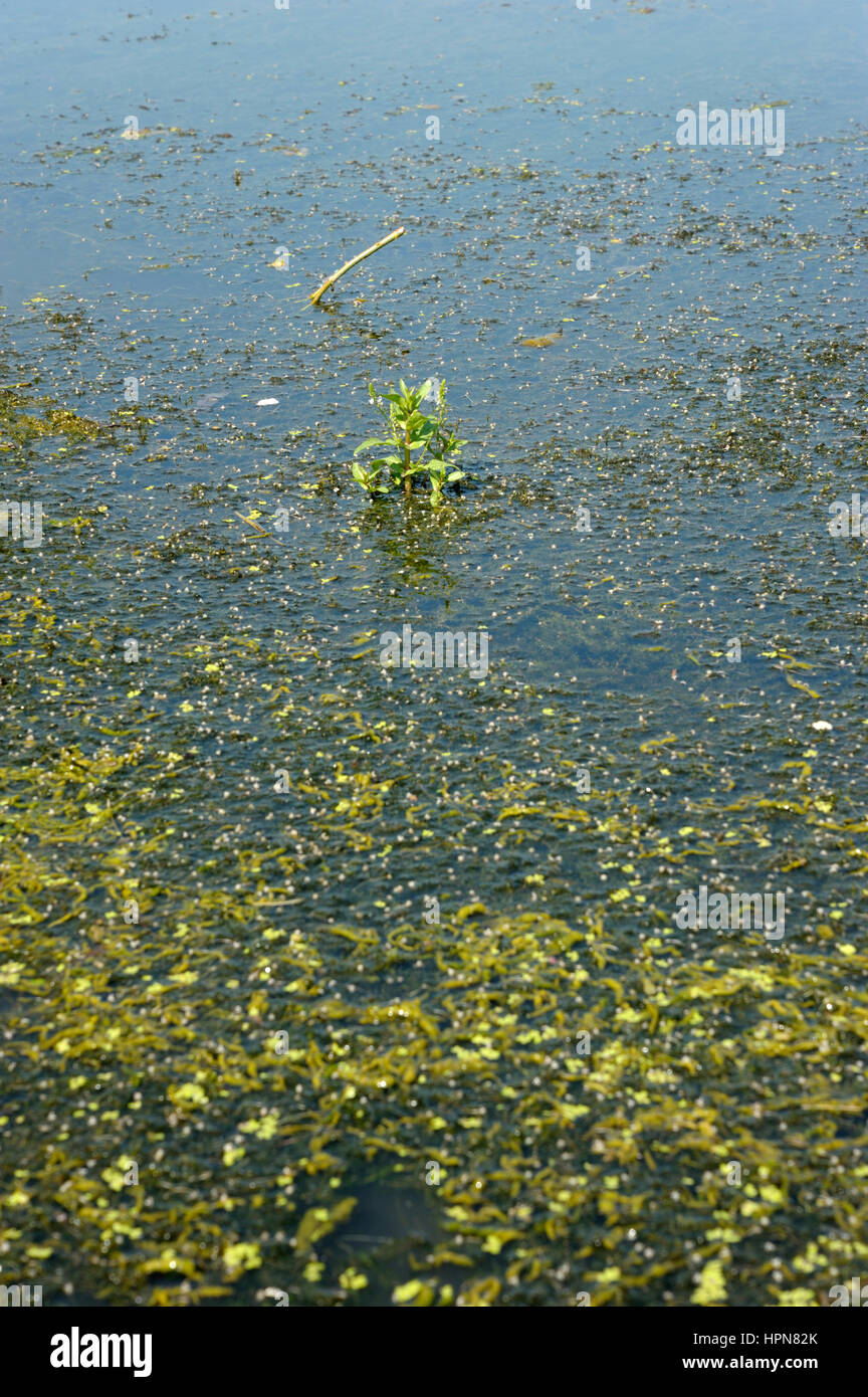 Blue Water-Speedwell, Veronica anagallis-aquatica growing in a farm ...