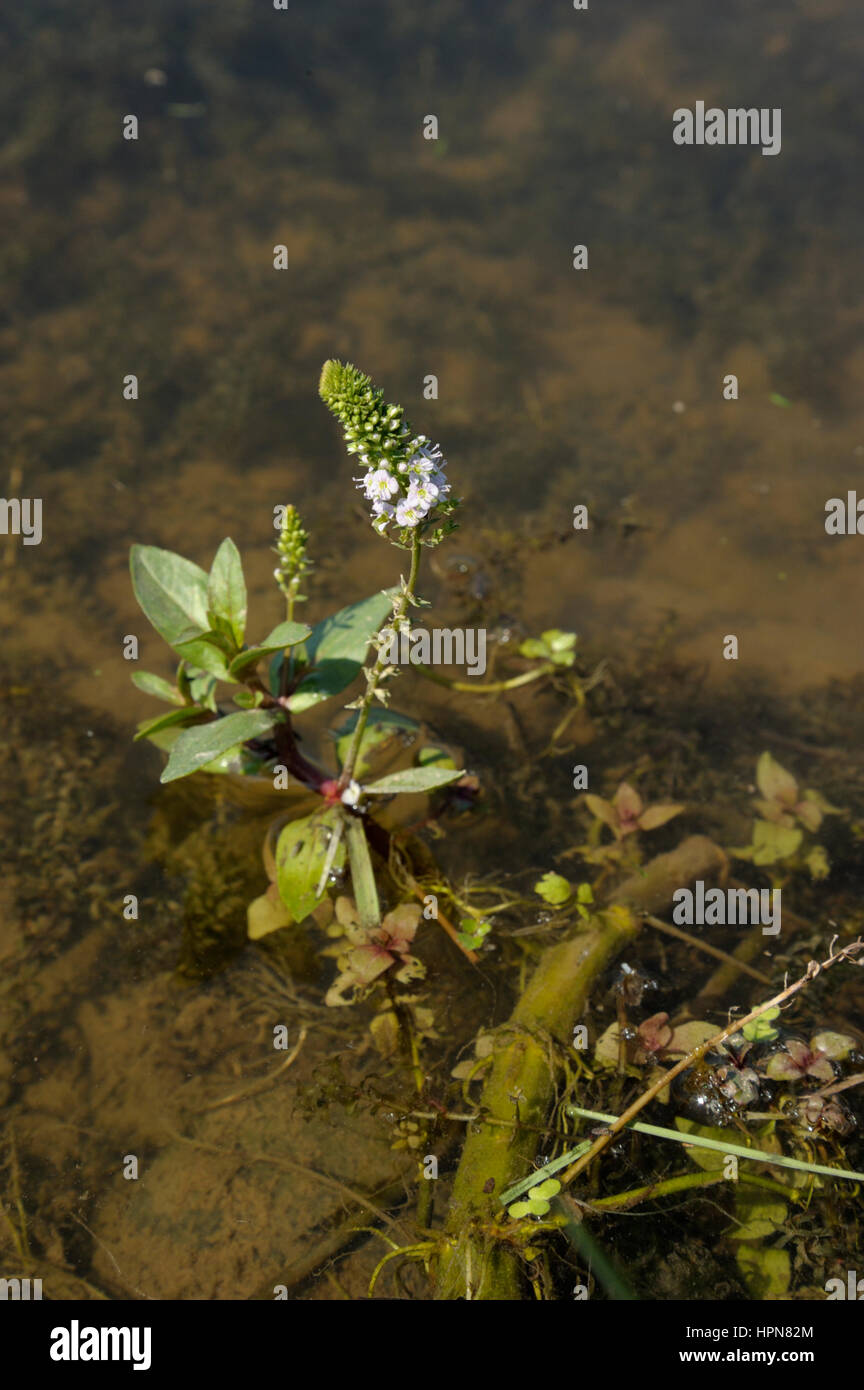 Blue Water-Speedwell, Veronica anagallis-aquatica growing in a farm ...