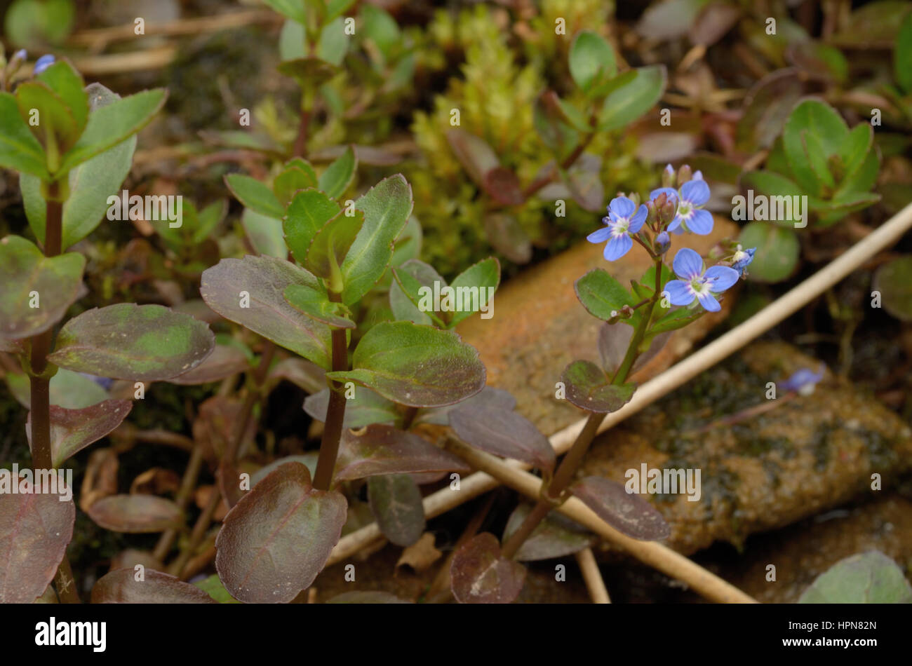 Brooklime, Veronica beccabunga Stock Photo - Alamy
