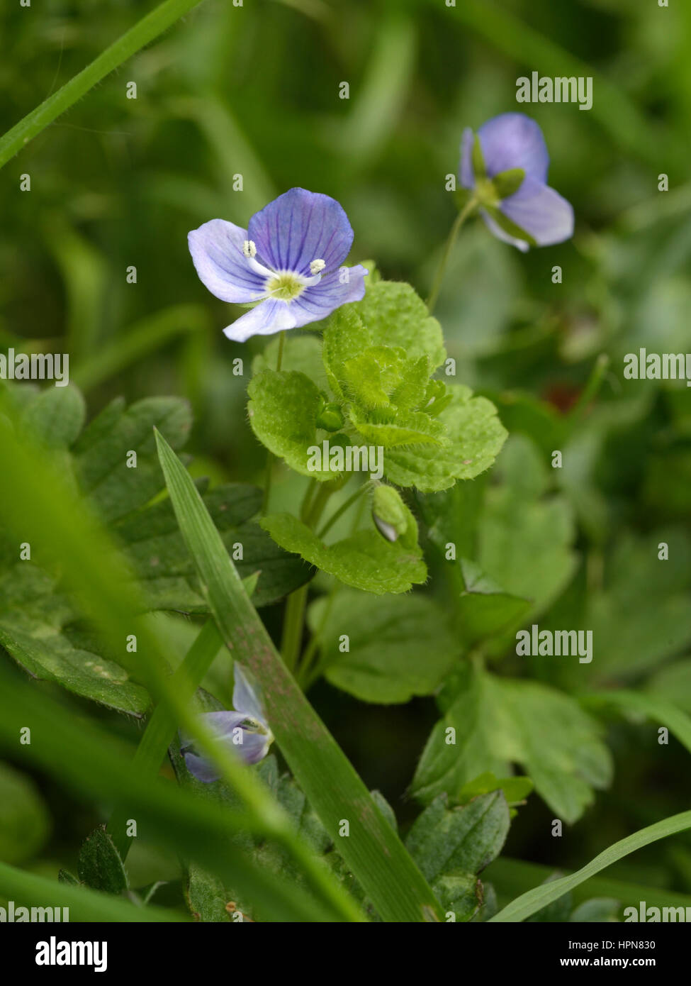Slender Speedwell Veronica Filiformis High Resolution Stock Photography ...