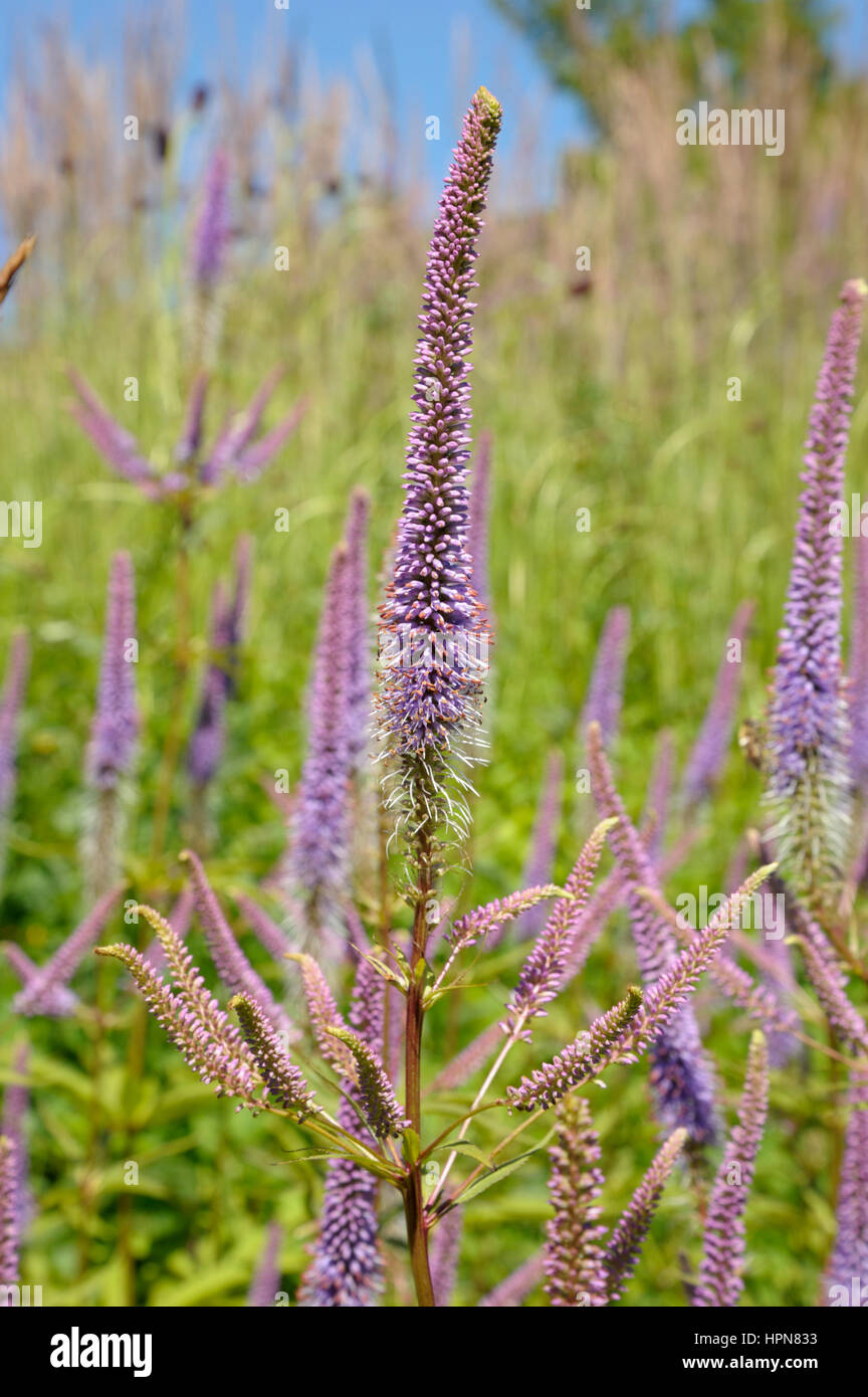 Veronicastrum cultivar 'Fascination' Stock Photo - Alamy