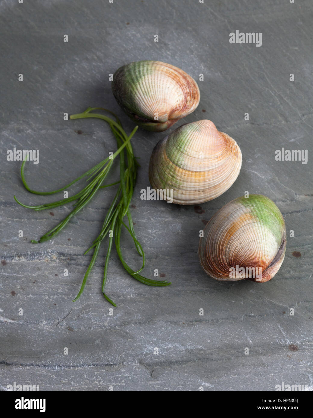 Three Clams on grey slate wih herb Stock Photo - Alamy