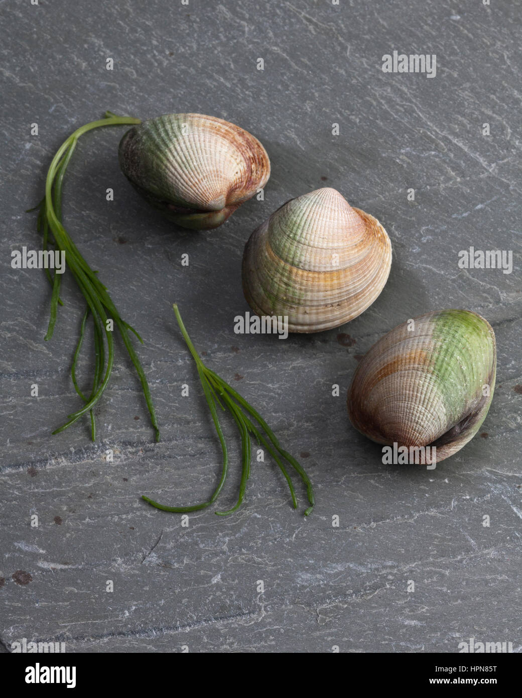 Grey clam hi-res stock photography and images - Alamy