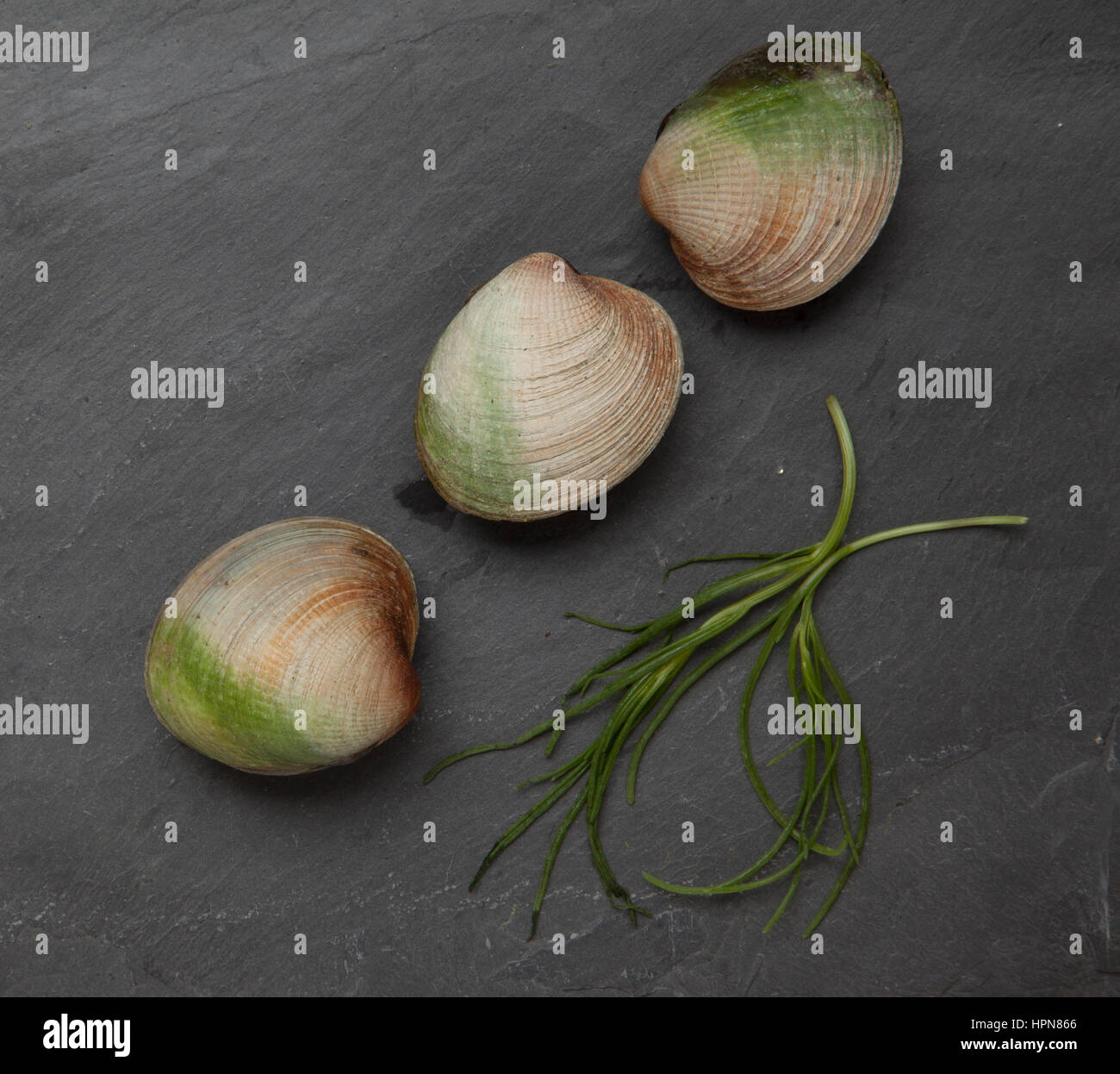 Three Clams on grey slate wih herb Stock Photo - Alamy