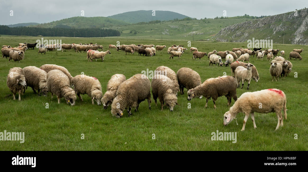 Sheep in a farmhouse Stock Photo - Alamy
