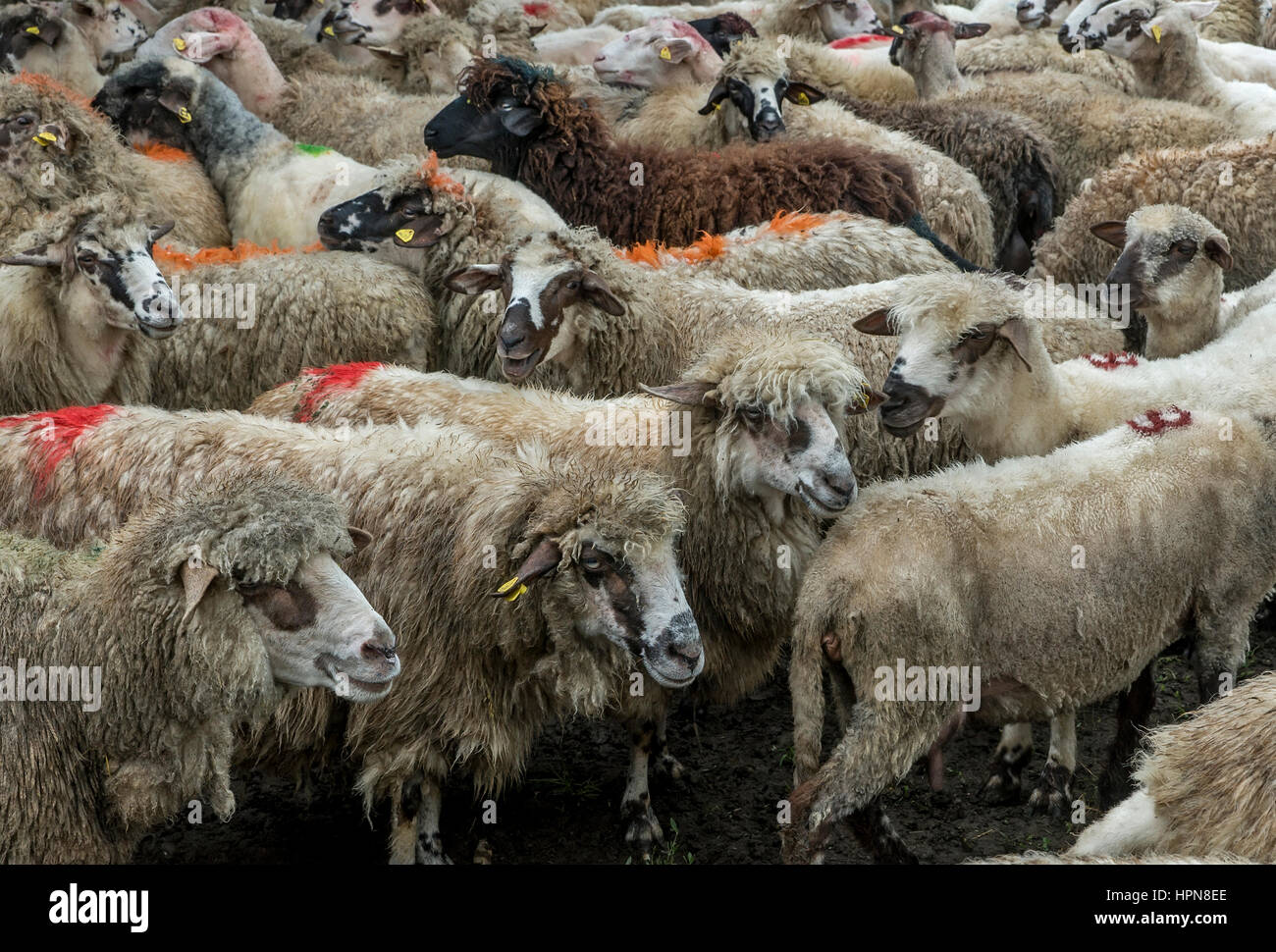 Sheep in a farmhouse Stock Photo - Alamy