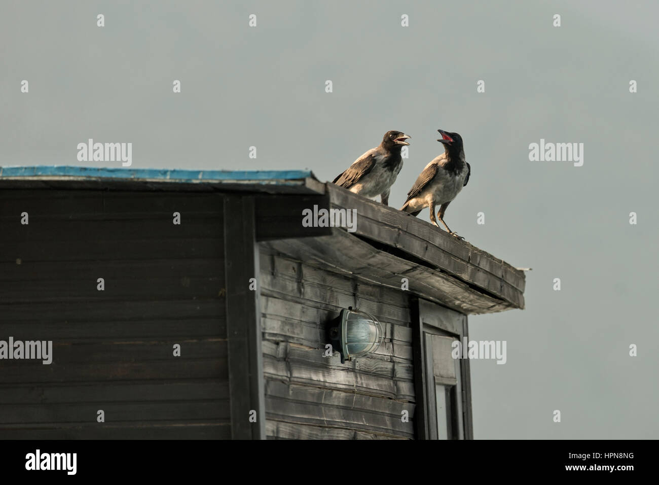Two crows on roof hi-res stock photography and images - Alamy