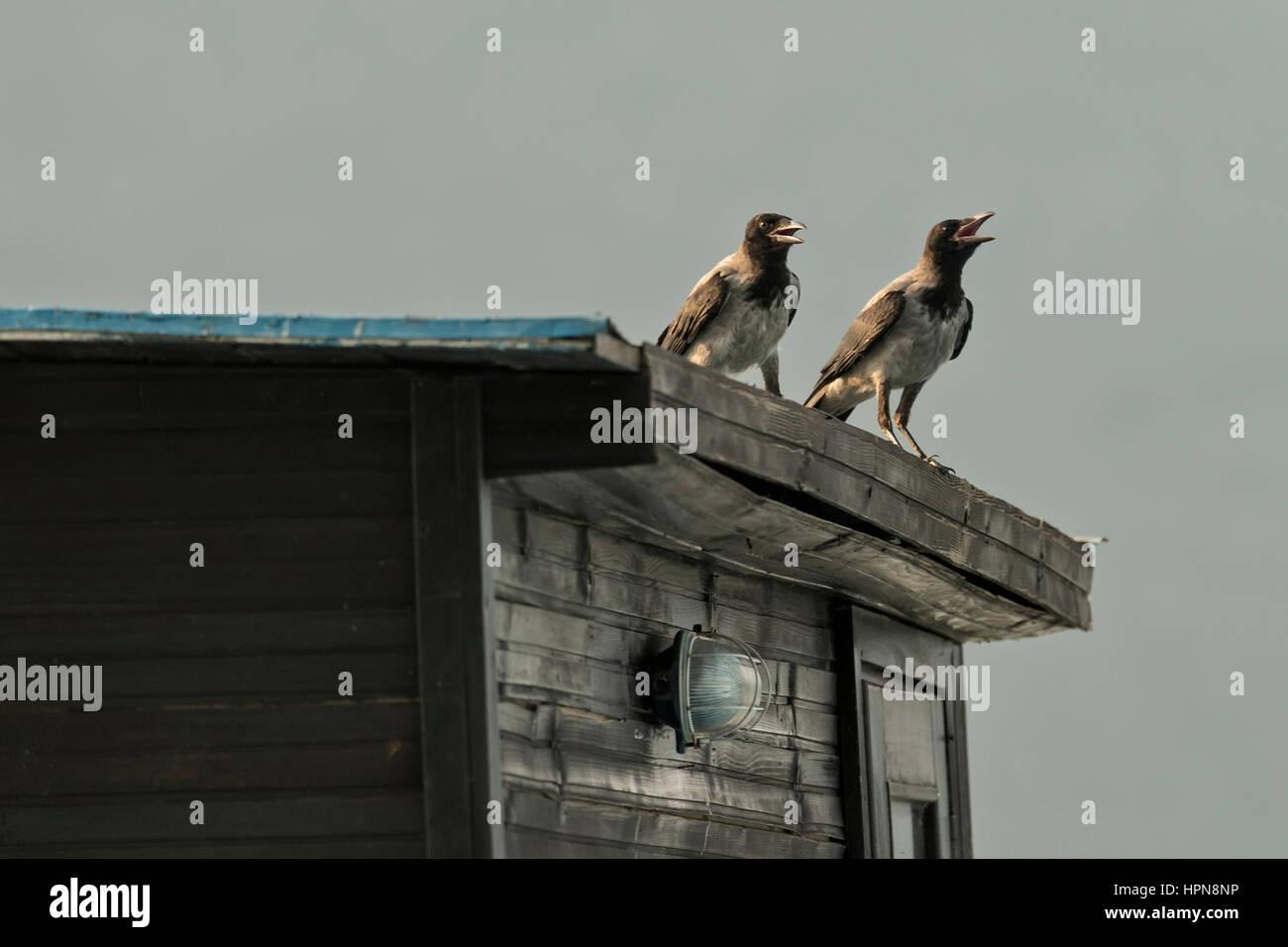 Crows on building roof hi-res stock photography and images - Alamy