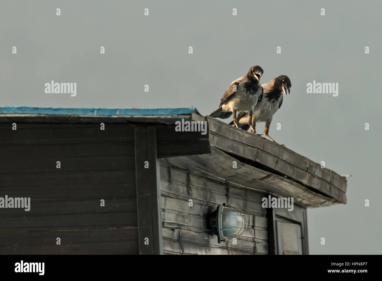Two crows on roof hi-res stock photography and images - Alamy