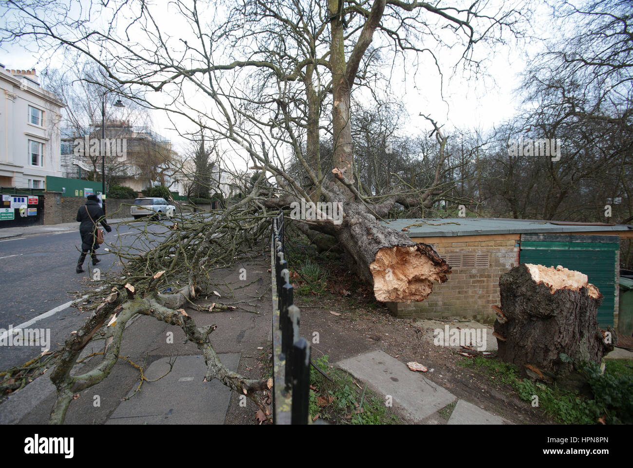 A fallen tree in Regent's Park, London, as flights have been cancelled ...