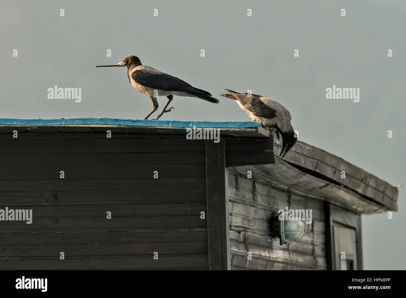 Two crows on building roof on sunny day Stock Photo - Alamy