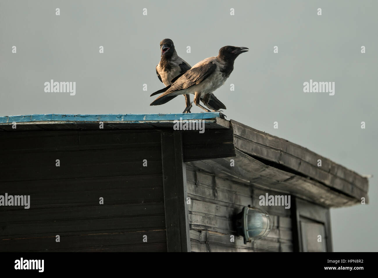 Crows on building roof hi-res stock photography and images - Alamy