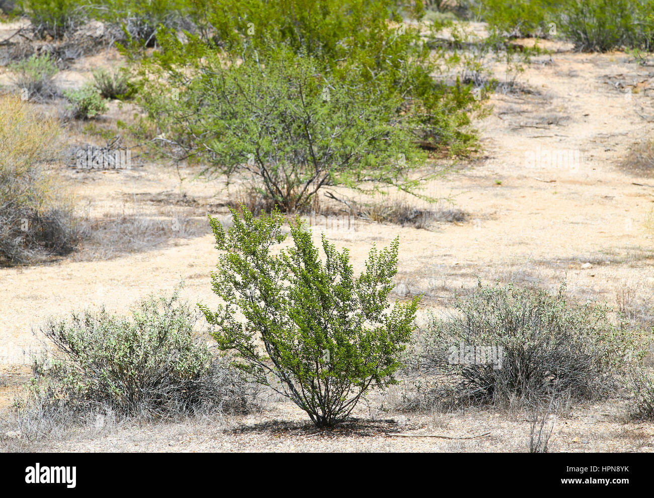 A few green shrubs in the Sonoran desert, Arizona, USA, growing on arid ...