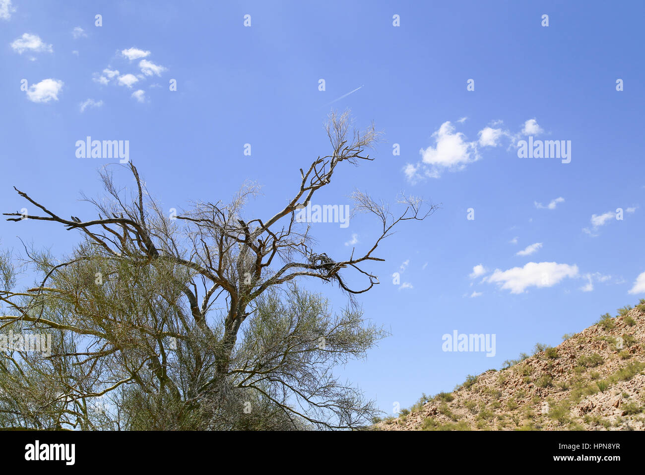 Almost dead tree in the Sonoran desert, Arizona, USA, with part of a ...