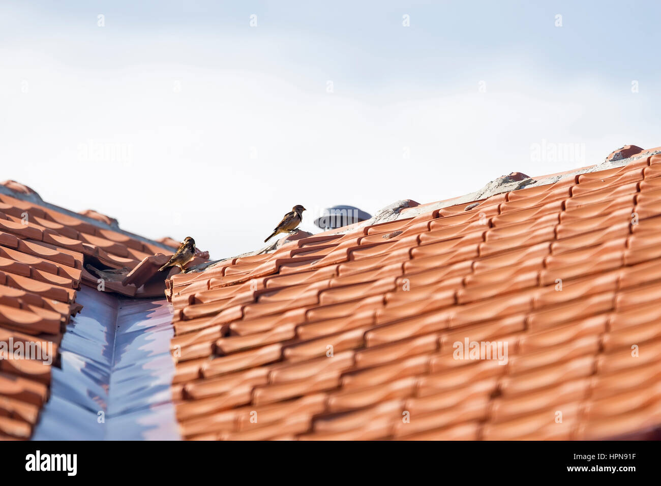 Sparrows on the roof hi-res stock photography and images - Alamy