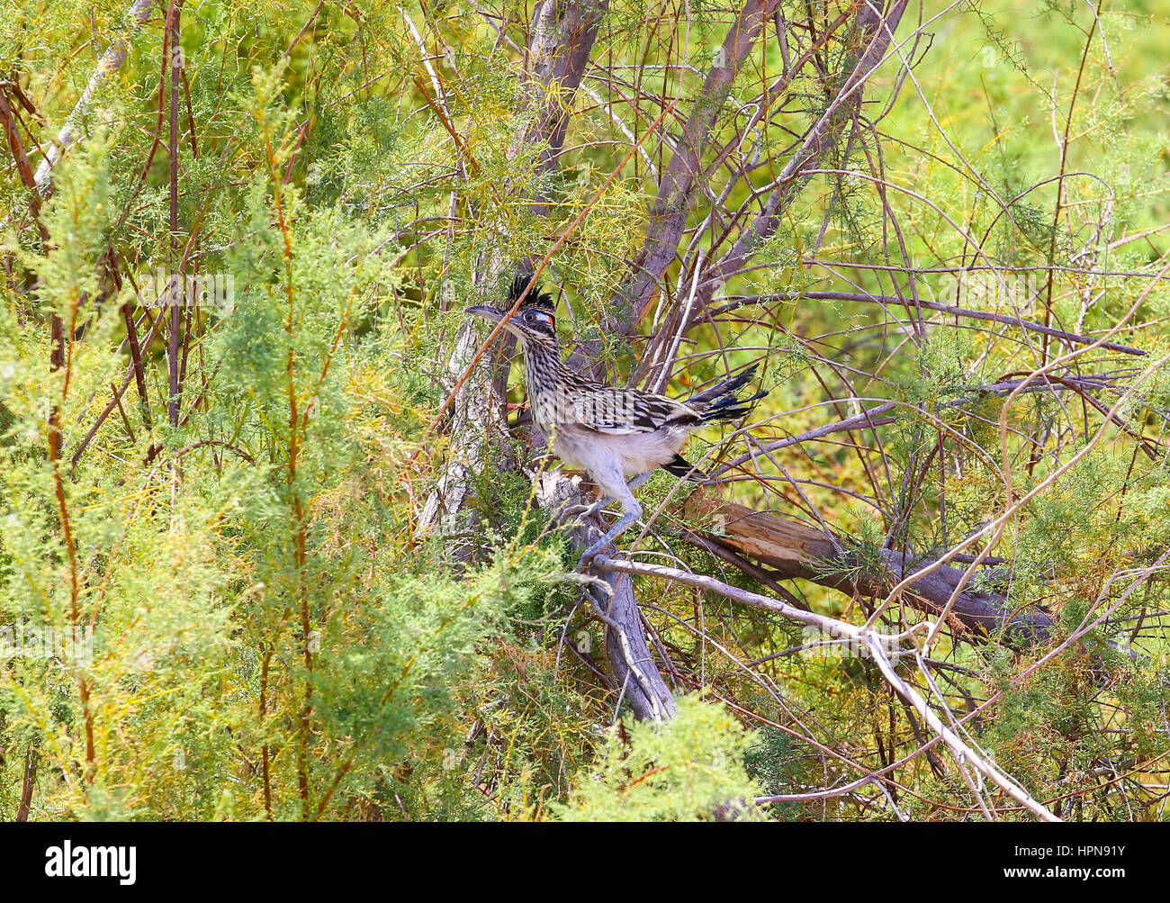 Roadrunner snake hi-res stock photography and images - Alamy