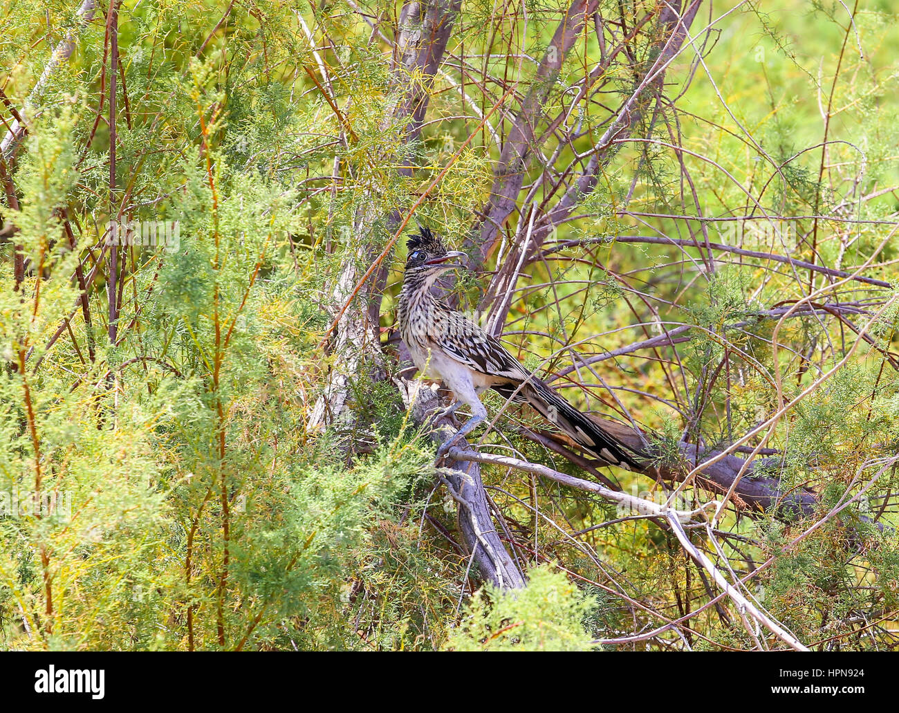 Greater Roadrunner sitting in a tree near Calipatria in California, USA ...