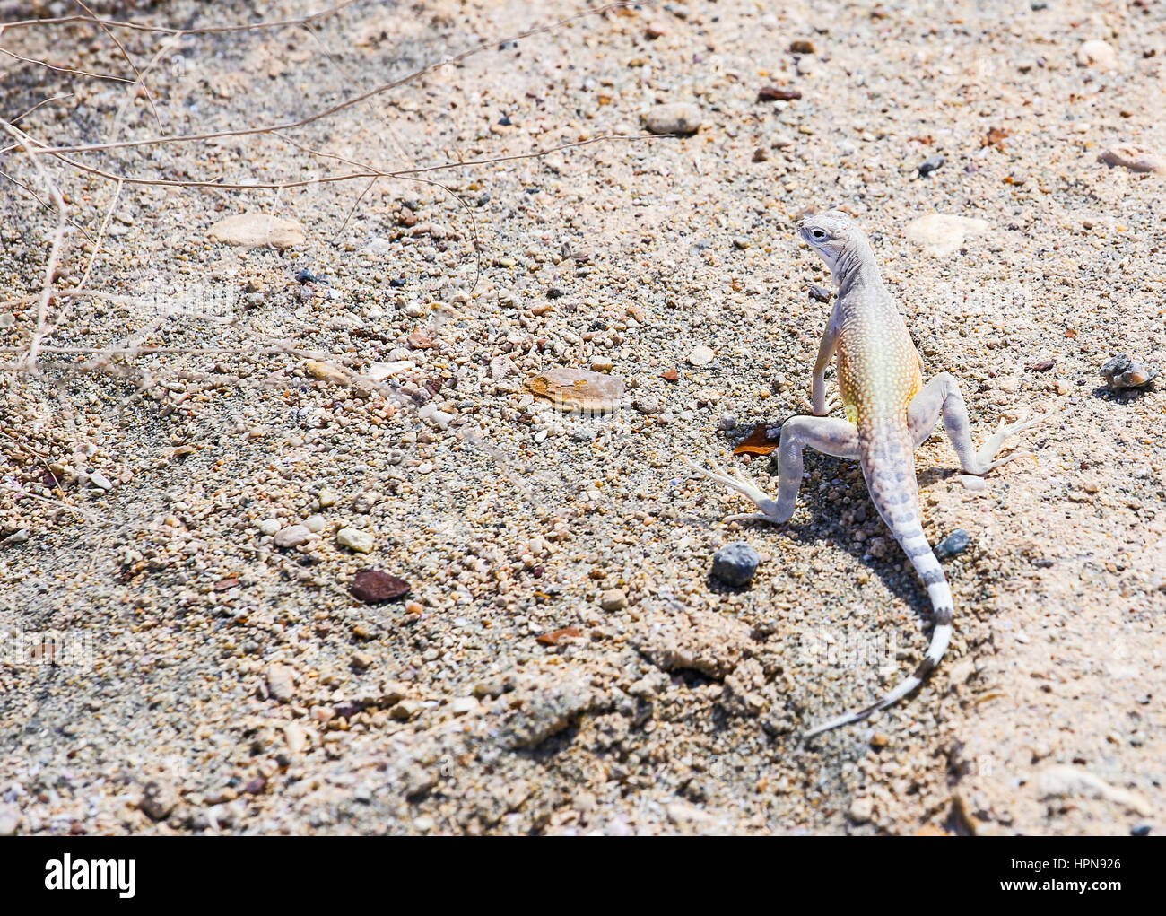 Zebra-tailed lizard on the ground at the Salton Sea near Bombay Beach ...