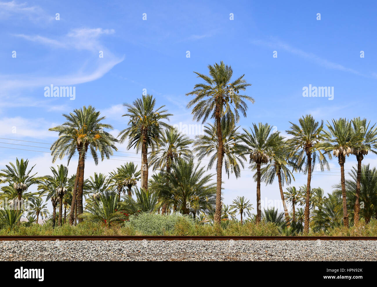 Mecca, California, USA - May 26, 2015: Palm trees at a date farm near ...