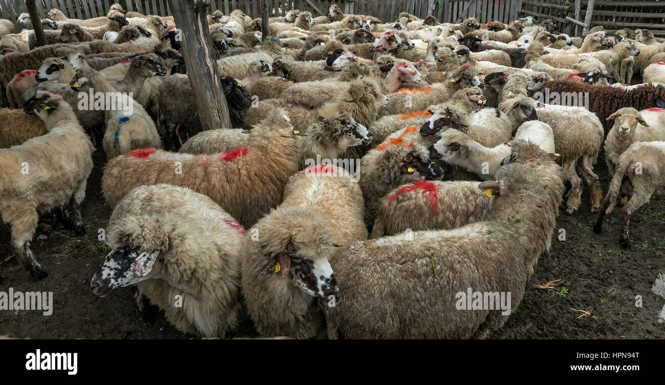 Hairy Sheep in a farmhouse in Serbia Stock Photo - Alamy