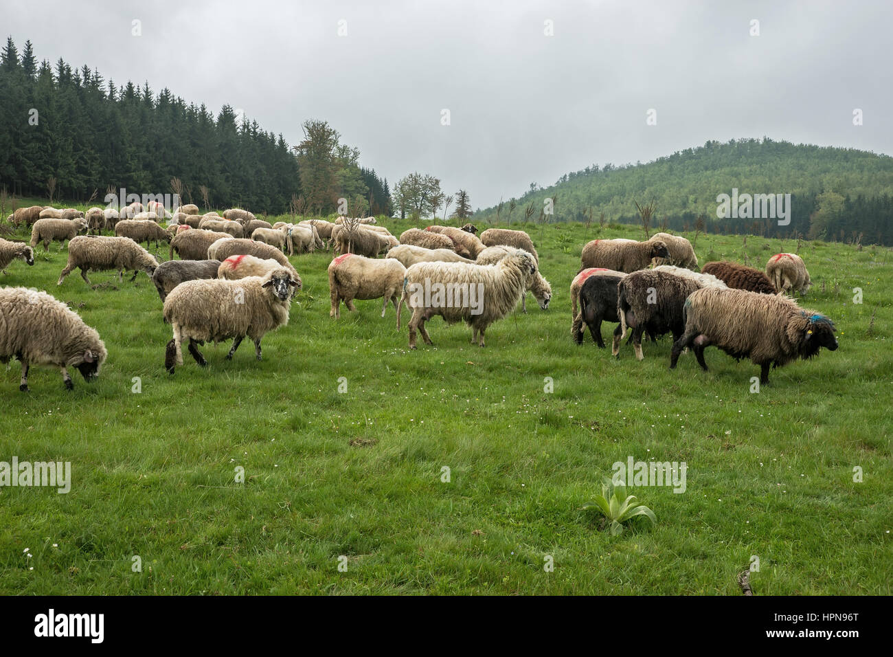 Serbia plan hi-res stock photography and images - Alamy