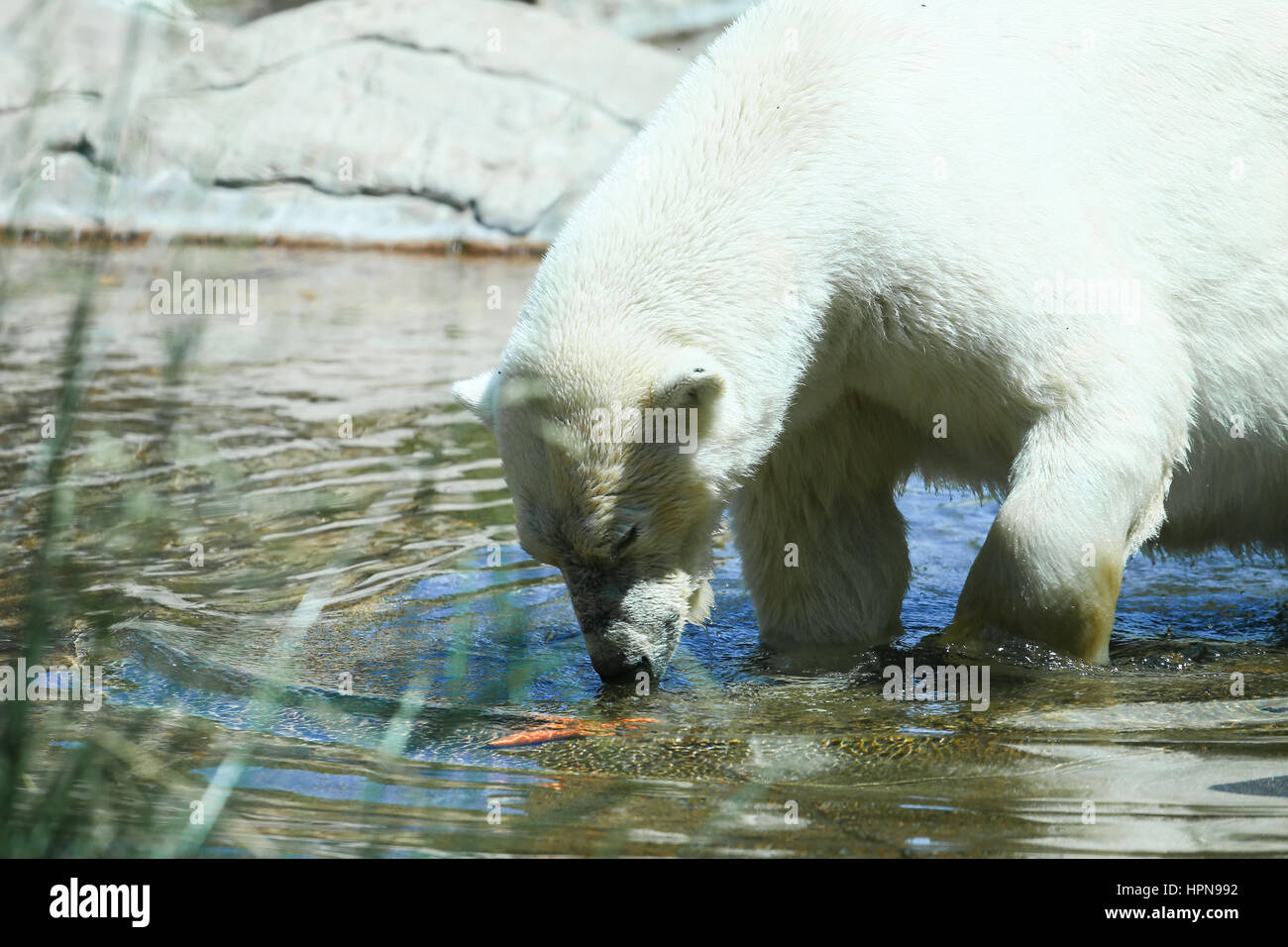 SAN DIEGO, USA - MAY 29, 2015: Polar bear angling for a carrot under ...