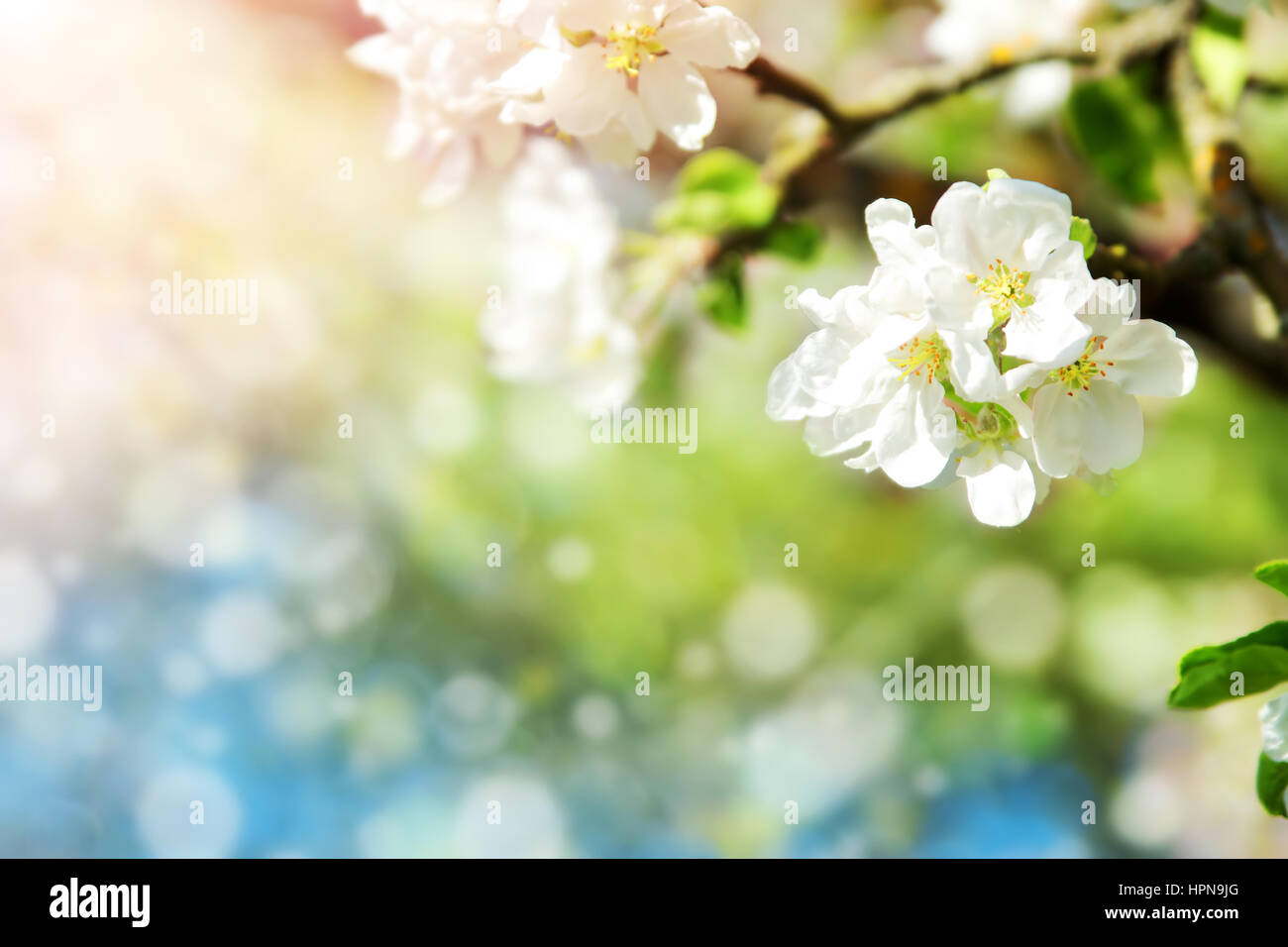 blurred apple tree background Stock Photo - Alamy