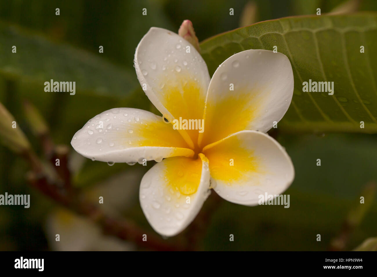 Frangile hi-res stock photography and images - Alamy